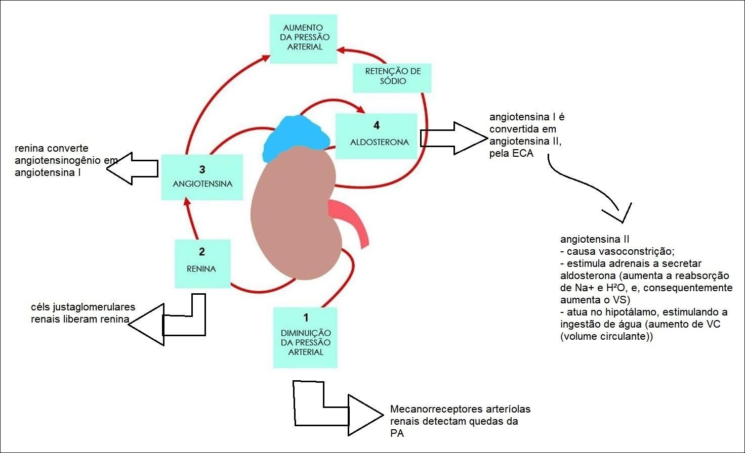 Mapas Mentais sobre Regulação Da Pressão Arterial - Mapa 10