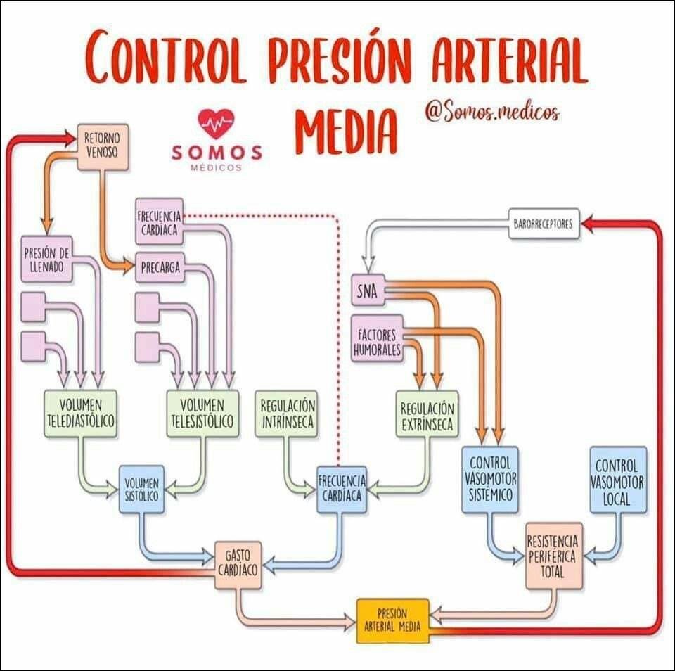 Mapas Mentais sobre Regulação Da Pressão Arterial - Mapa 10