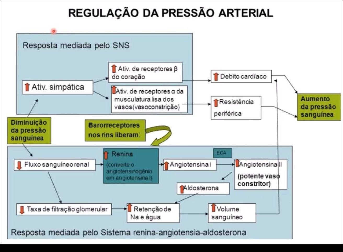 Mapas Mentais sobre Regulação Da Pressão Arterial - Mapa 10